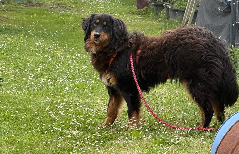 das Portal für bunte Notfälle - Zala